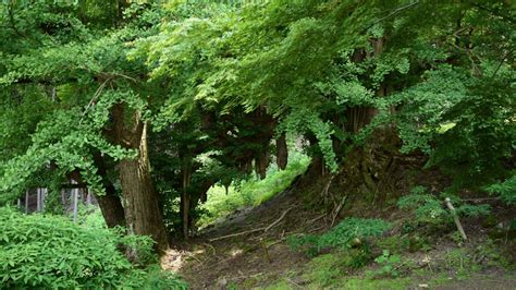 icho sum 兵庫の絶景 常瀧寺の大イチョウ再興プロジェクト