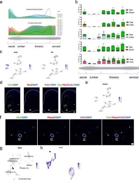 Single Cell Transcriptomic Analysis Of The Adult Mouse Spinal Cord Reveals Molecular Diversity