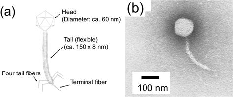 A Morphology Of The Lambda Phage B Transmission Electron