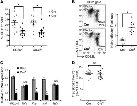 Jci Treg Mediated Suppression Of Atherosclerosis Requires Myd88 Signaling In Dcs