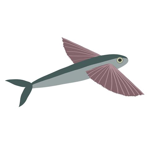 Premium Vector Flying Fish Isolated On White