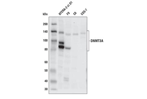 Dnmt3a Antibody Sampler Kit Cell Signaling Technology