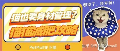 肥嘟嘟不是 福”！猫咪减肥攻略（下） 知乎