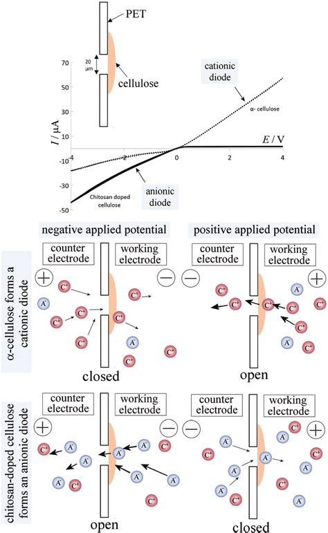 Cyclic Voltammetry Scan Rate 20 Mv S −1 Of α Cellulose Only Films Download Scientific