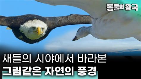 하늘에서 바라본 세상은 어떨까 새의 눈을 빌려 바라본 놀라운 북미의 자연 지구 대 비행 1 Youtube