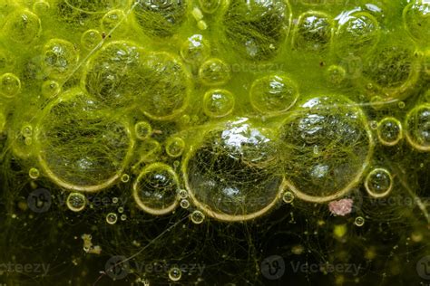 Freshwater Algae Spirogyra Release Oxygen Into The Air Oxygen Synthesis In Water Bodies