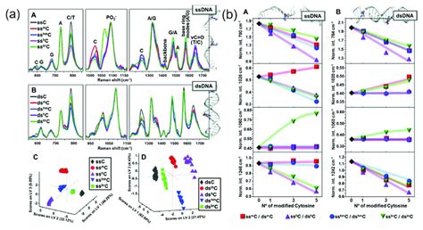 A Normalized Sers Spectra Of A Single Stranded And B Download Scientific Diagram