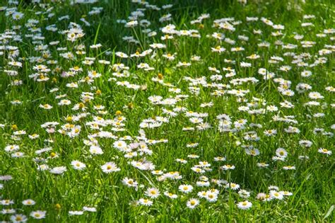 Premium Photo Chamomile Field
