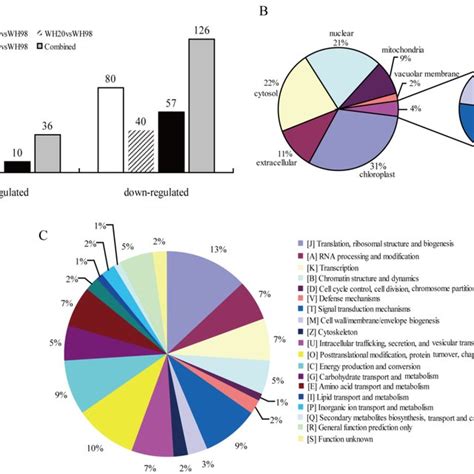 Functional Enrichment Based Clustering Of Protein Groups During Download Scientific Diagram
