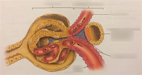 Urinary System Pt 7 Diagram Quizlet