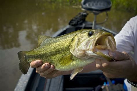 Deciphering The Spawning Bass