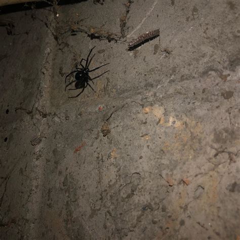 Bug Squashers Of Baltimore Maryland Home Facebook