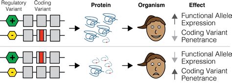 Genetic Diseases More Severe With Adverse Coding Regulatory Variant Combos