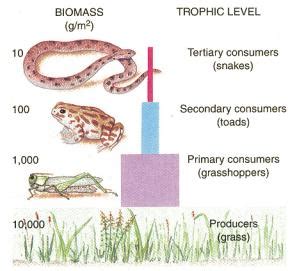Biomass Energy Flow