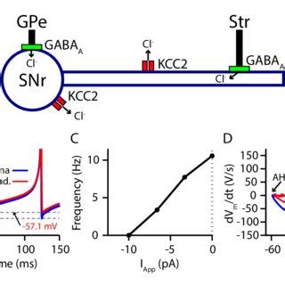 Two compartment SNr model neuron includes currents that affect ½Cl À Download Scientific