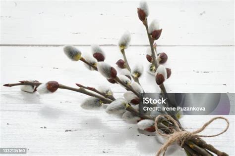 음부 버드 나무와 해피 부활절 날 카드 흰색 나무 소박한 배경에 음부 버드 나무의 가지 최소한의 부활절 개념 텍스트공간을 복사합니다 갯버들에 대한 스톡 사진 및 기타 이미지