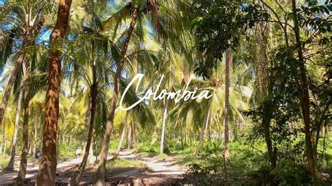🇨🇴 2 생애 첫 열대우림 정글 트레킹ㅣ타이로나 국립공원ㅣ남미여행 콜롬비아 Youtube