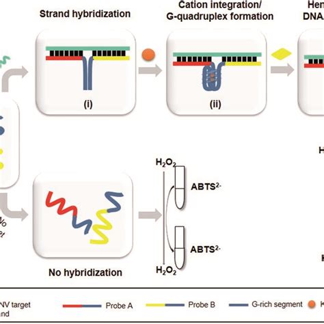 Splitting The G Quadruplex By Three Different Modes ¹² G Rich Segments Download Scientific