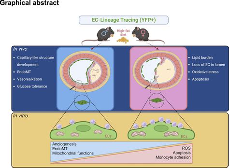 Unraveling The Role Of Sex In Endothelial Cell Dysfunction Evidence From Lineage Tracing Mice