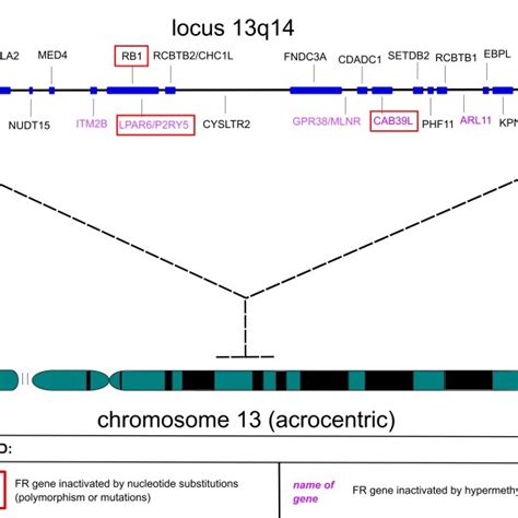 Molecular Development Of Basal And Luminal Subtypes Of Bladder Cancer Download Scientific