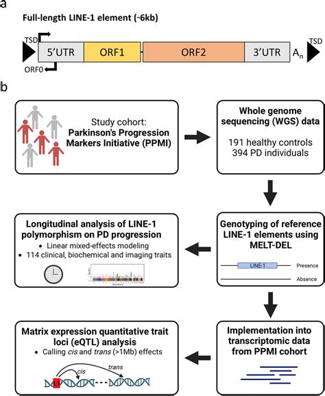 Structure Of LINE 1 Element And Overview Of Study A A Full Length Download Scientific