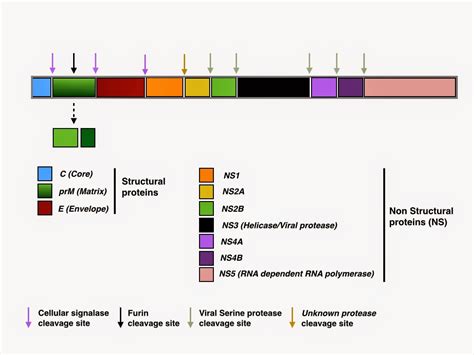 Virology Tidbits Japanese Encephalitis Virus Jev Er Stress And Apoptosis