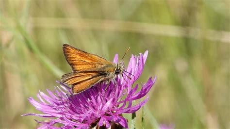 Small Skipper Markeisingbirding