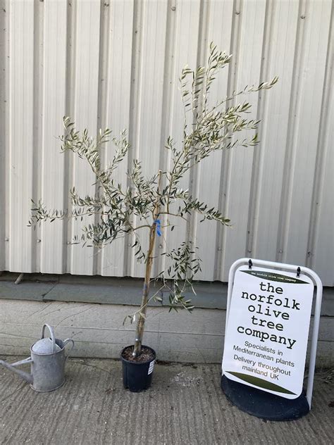 Pendolino Olive Tree Free Delivery The Norfolk Olive Tree Company