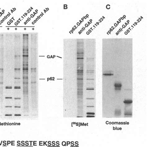 Regulation Of P62 Binding To Sh2 Domain By Ser 59 Phosphorylation Site Download Scientific