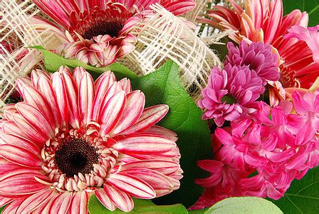 手握花朵生长礼物装饰花束花瓣植物学风格雏菊棕榈格柏高清图片下载 正版图片320871681 摄图网