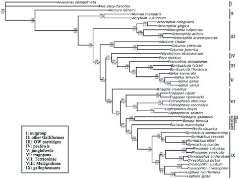 Molecular Phylogenetic Tree Based On 13 Mitochondrial Protein Coding