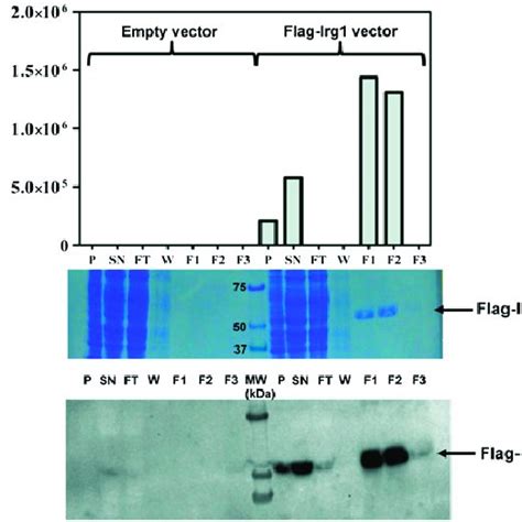 A Synthesis Pathway Of Itaconic Acid In The TCA Cycle Itaconic Acid Download Scientific