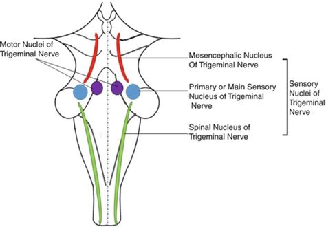 Trigeminal Nerve Flashcards Quizlet