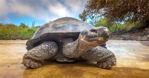 15 Fascinating Facts Of Tortoise Shell Patterns You May Never Know