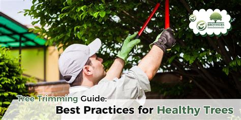 Tree Trimming Guide Ensure Healthy Beautiful Trees