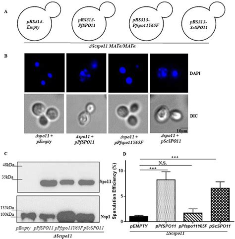 Pfspo11 Complements The Sporulation Defect Of The Diploid Dspo11