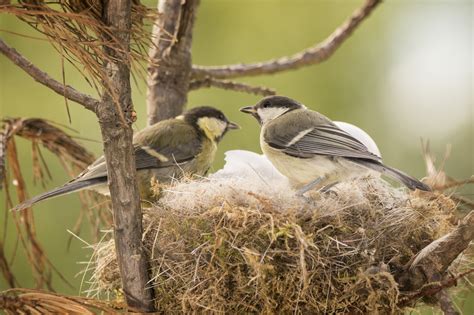 Birds And Their Nests Artofit