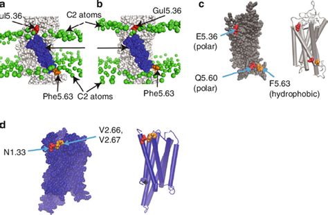 5 Illustration Of Hydrophobic Adaptation And Residual Exposure At The Download Scientific