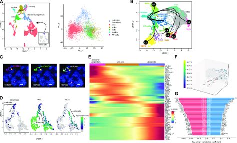 Identification Of Cell Types And Trajectory Inference Within The Download Scientific Diagram