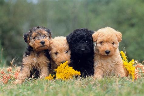 Lakeland Terrier Puppies For Sale