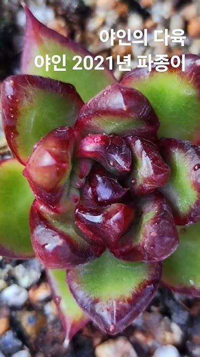 젤리 보석 퀄리티가 달라요 ~ ㅎ 파종이 실생 다육 다유기 다육이 다육식물 반려식물 다육판매 다육이판매 다육이키우기 다육인스타그램 매혹이 청주 야인