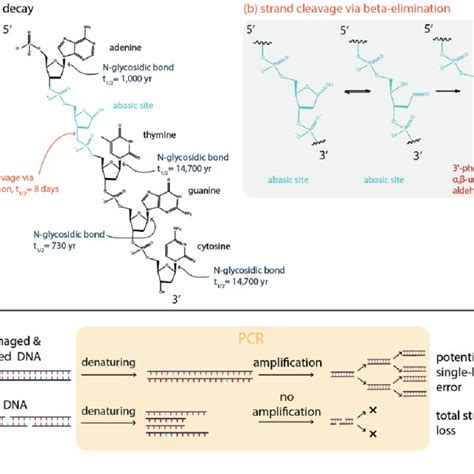 Decay Pathways During Dna Data Storage A Hydrolysis Can Lead To The