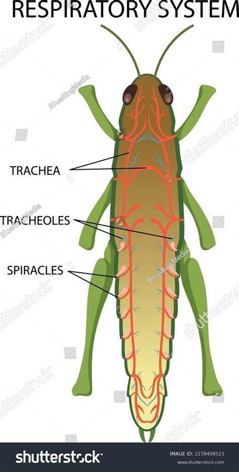 Grasshopper Respiratory System