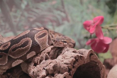 Whats The Difference Between A Python And Boa Constrictor