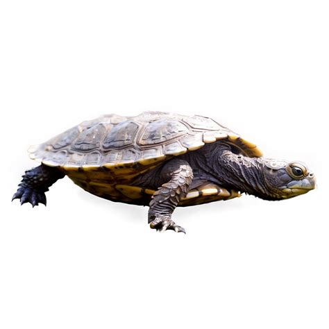 Snapping Turtle Swimming Side View Png Lky Png Image