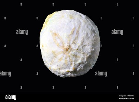 Fossil Echinoderm Banque De Photographies Et Dimages à Haute Résolution Alamy Fossil Echinoderm Banque De Photographies Et Dimages à Haute Résolution Alamy