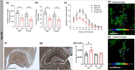 Reelin Cells And Sex‐dependent Synaptopathology In Autism Following Postnatal Immune Activation