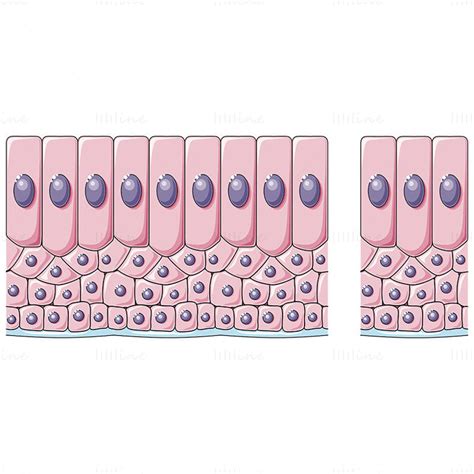 Stratified Columnar Epithelium Vector Scientific Illustration