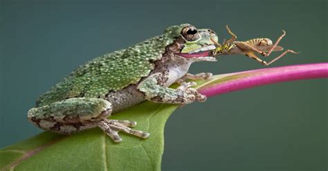 What Do Frogs Eat And What Eats Frogs Learn About Nature
