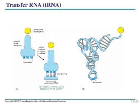 Ppt The Structure And Function Of Nucleic Acids And Proteins